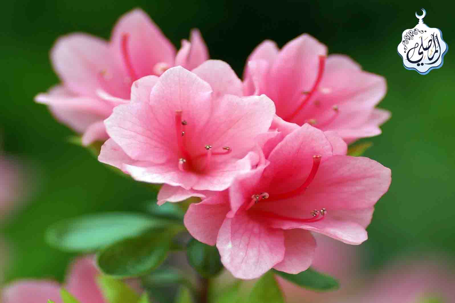 Three big motives to utilize Shabaan to the full! - المصلي